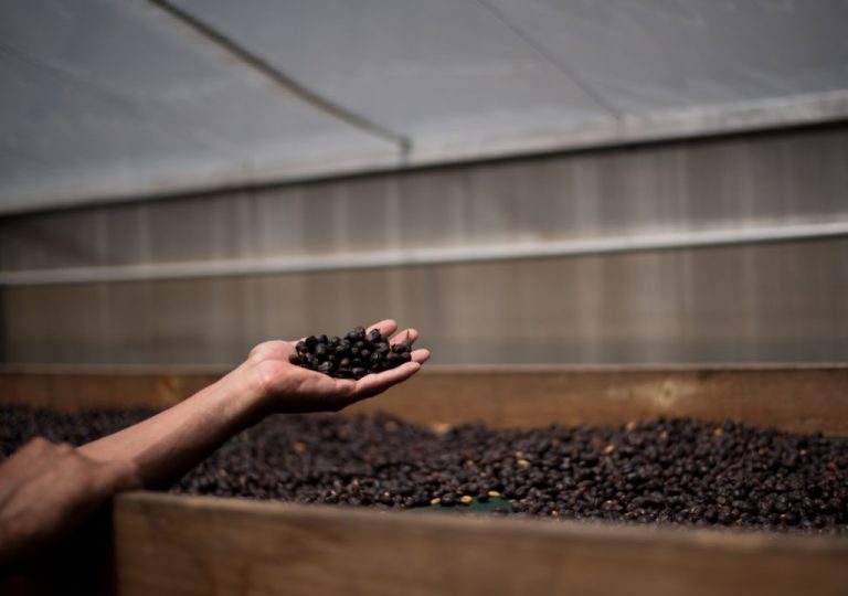 Dry Process Coffee: Pengolahan Kopi Metode Kering - KopiKita