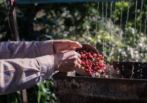 Seperti Inilah Cara Pengolahan Kopi Metode Basah - KopiKita
