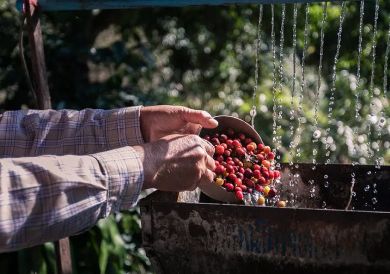 Seperti Inilah Cara Pengolahan Kopi Metode Basah - KopiKita