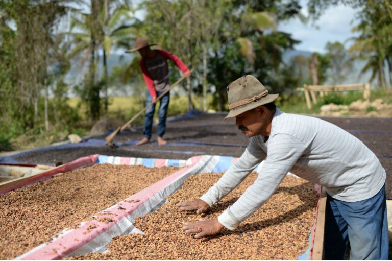 Dry Process Coffee: Pengolahan Kopi Metode Kering - KopiKita