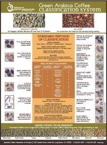 Primary Defect pada Biji Kopi, Apa Saja Contohnya? - KopiKita