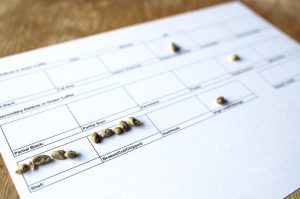 4 Contoh Secondary Defect pada Kopi - KopiKita