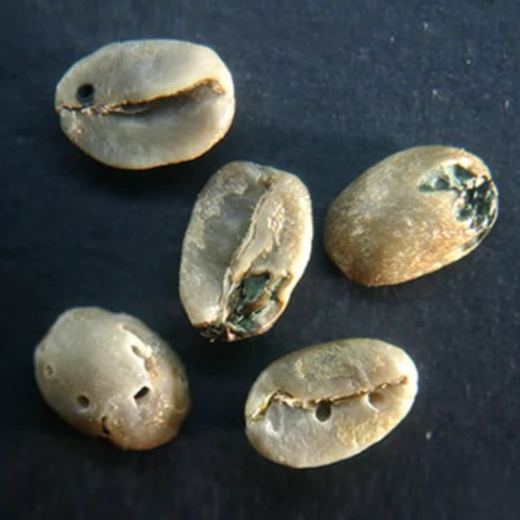 Primary Defect pada Biji Kopi, Apa Saja Contohnya? - KopiKita