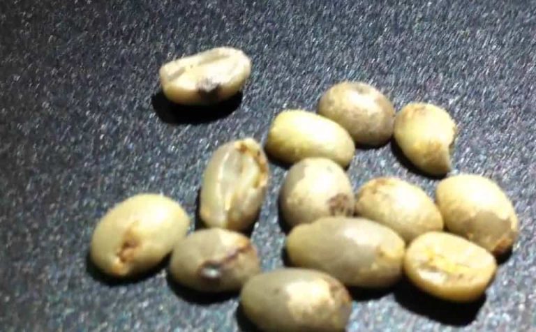 Flavor Defect in Coffee Cupping Assessment - KopiKita