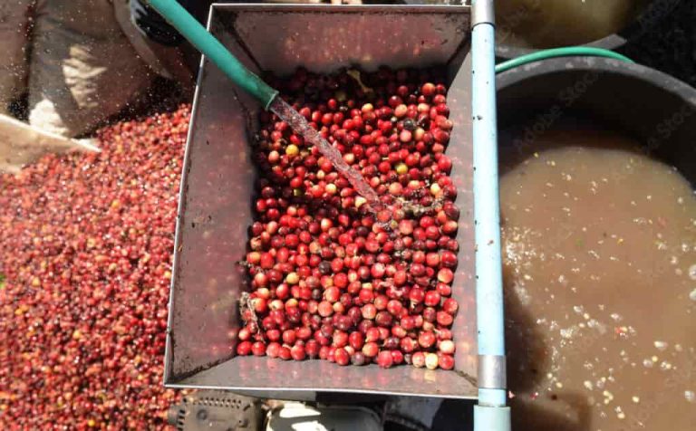 3 Metode Pengolahan Biji Kopi Pengaruhi Cita Rasa - KopiKita