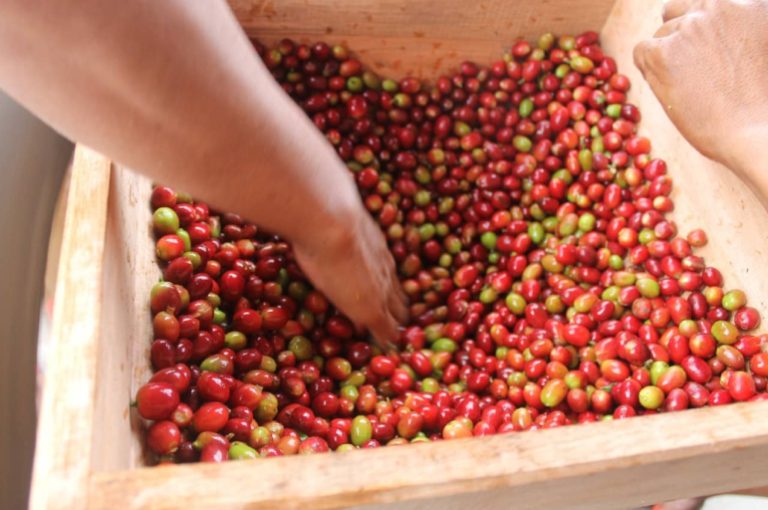 Metode Panen Kopi: Hasilkan Kopi yang Berkualitas - KopiKita