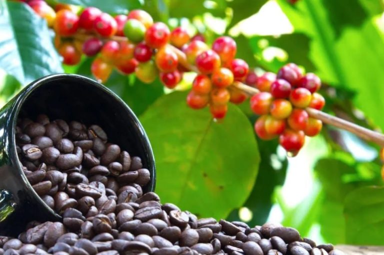 Bentuk Bunga, Akar, dan Batang untuk Mengenali Varietas Kopi - KopiKita Bentuk Bunga, Akar, dan Batang untuk Mengenali Varietas Kopi - KopiKita